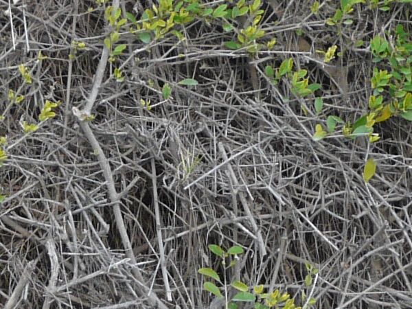 tall grass texture 0039 - Texturelib